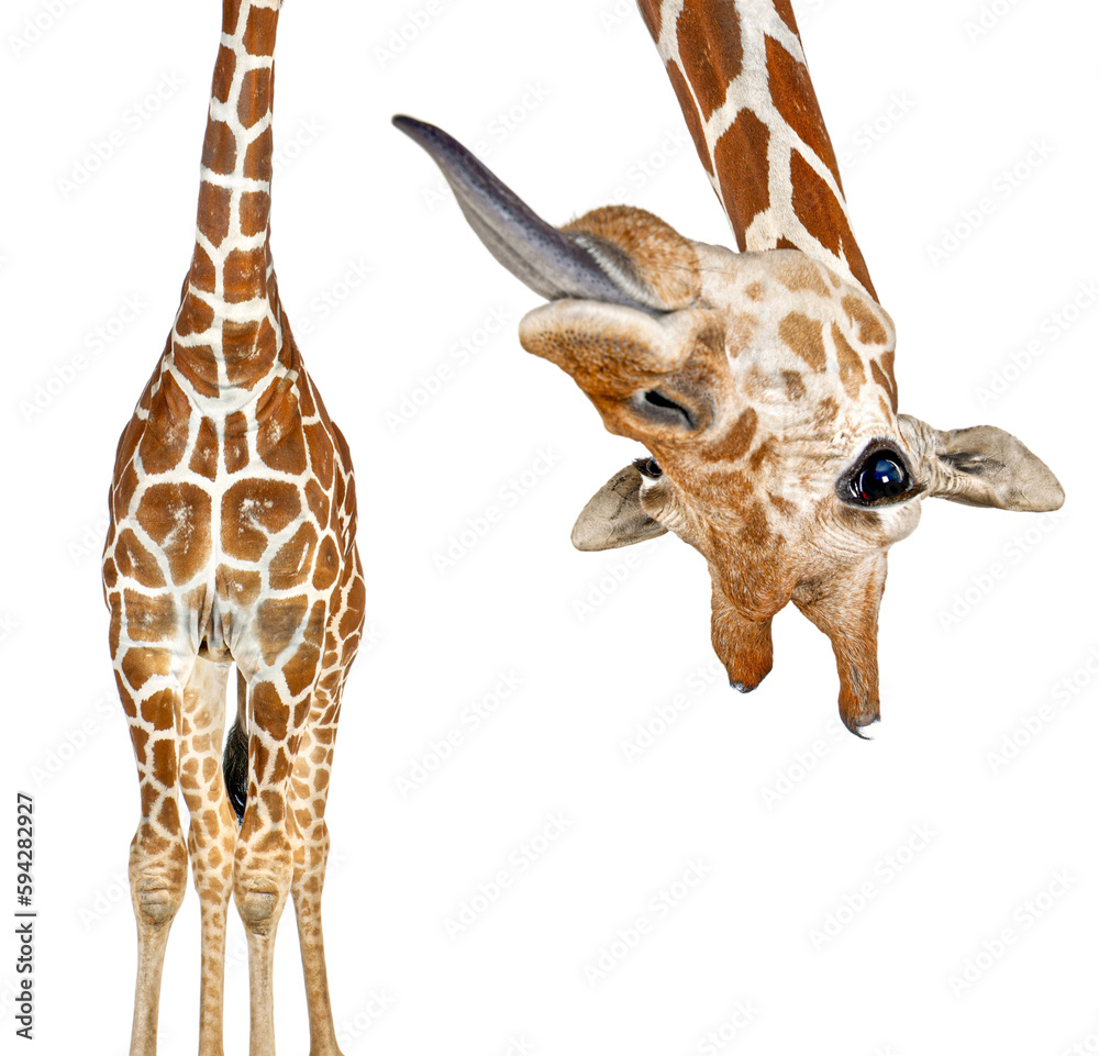 Portrait of a funny and cute giraffe upside down sticking tongue out; head down. with a ...