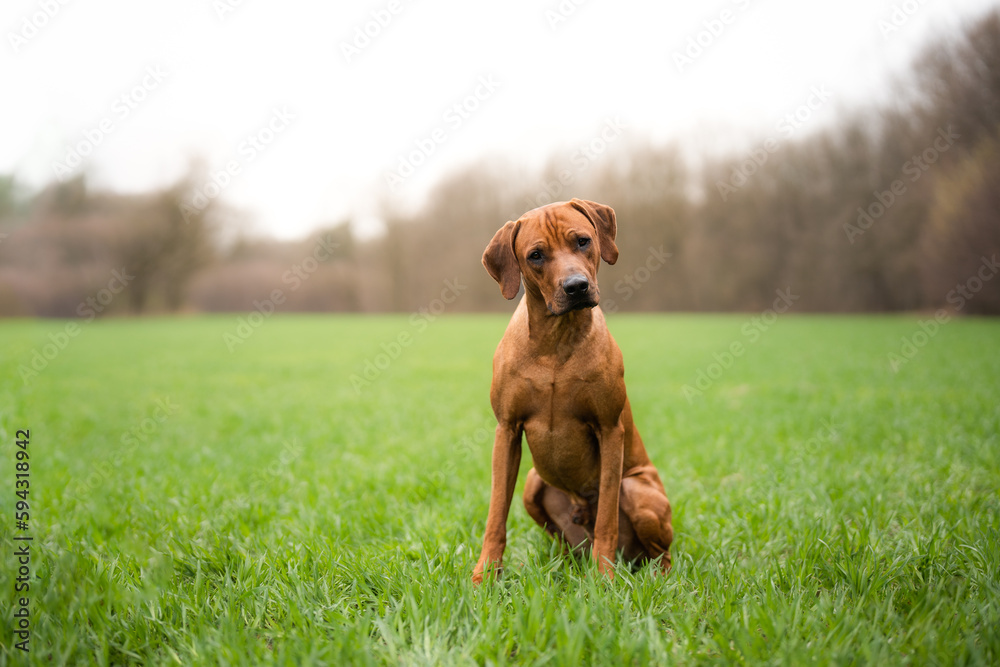 Rhodesian ridgeback cute sitting pose Stock Photo | Adobe Stock