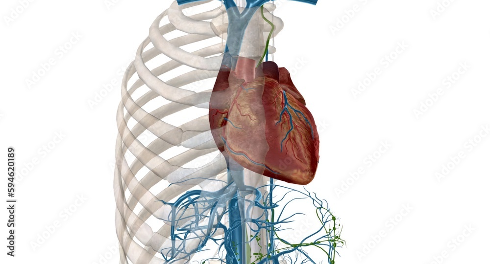 The function of the thoracic duct is to transport lymph back into the ...