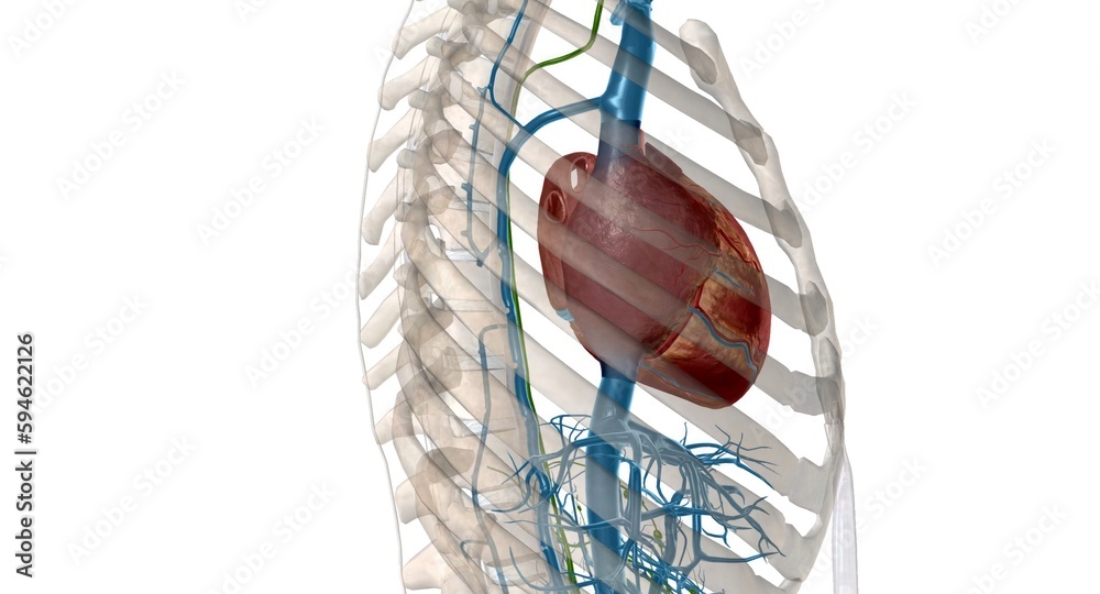 The function of the thoracic duct is to transport lymph back into the ...