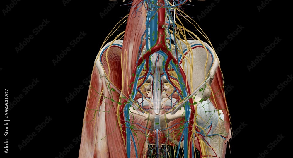 Pelvic lymph nodes and vessels Stock Illustration | Adobe Stock