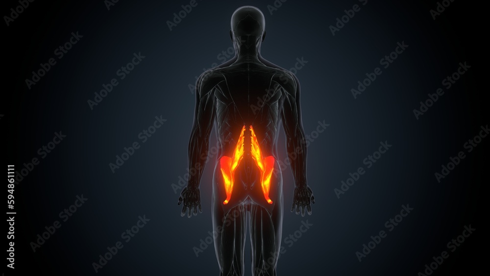 3d illustration of a womans Psoas Major muscles anatomy Stock ...
