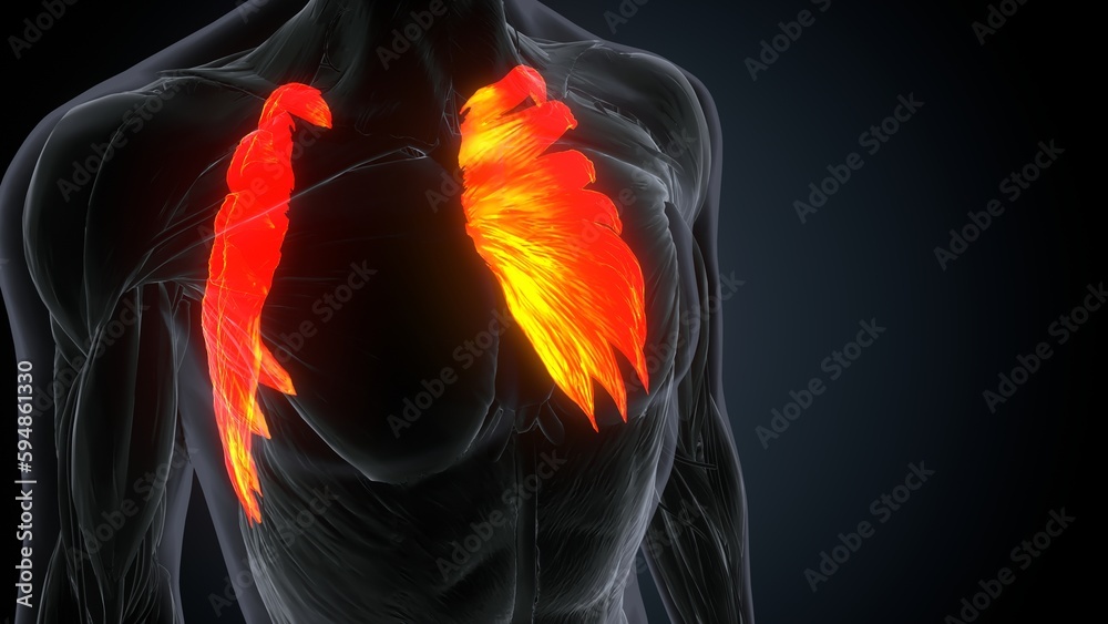 human body serratus anterior muscles anatomy system.3d render Stock ...
