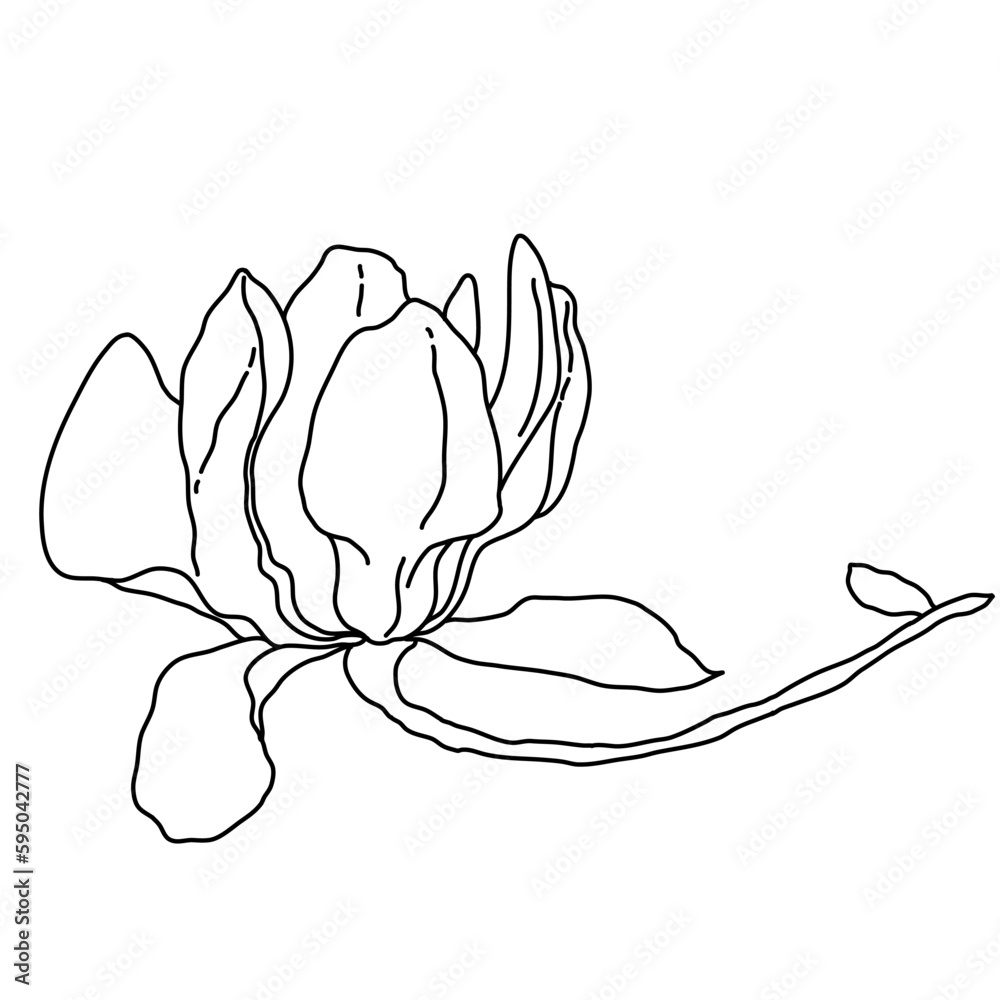 Magnolia flower blooming outline. Hand drawn realistic detailed vector ...