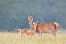 Doe And Fawn In Meadow Free Stock Photo - Public Domain Pictures