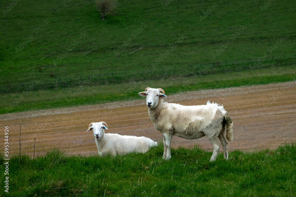 sheep with un-docked tails on a hillside showing the reason for docking ...
