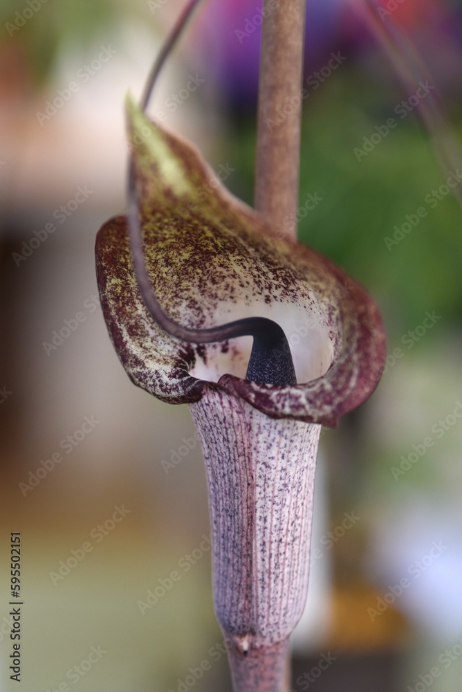 Cobra lily Urashima ( Arisaema urashima ) A Spathe and Spadix. Araceae ...