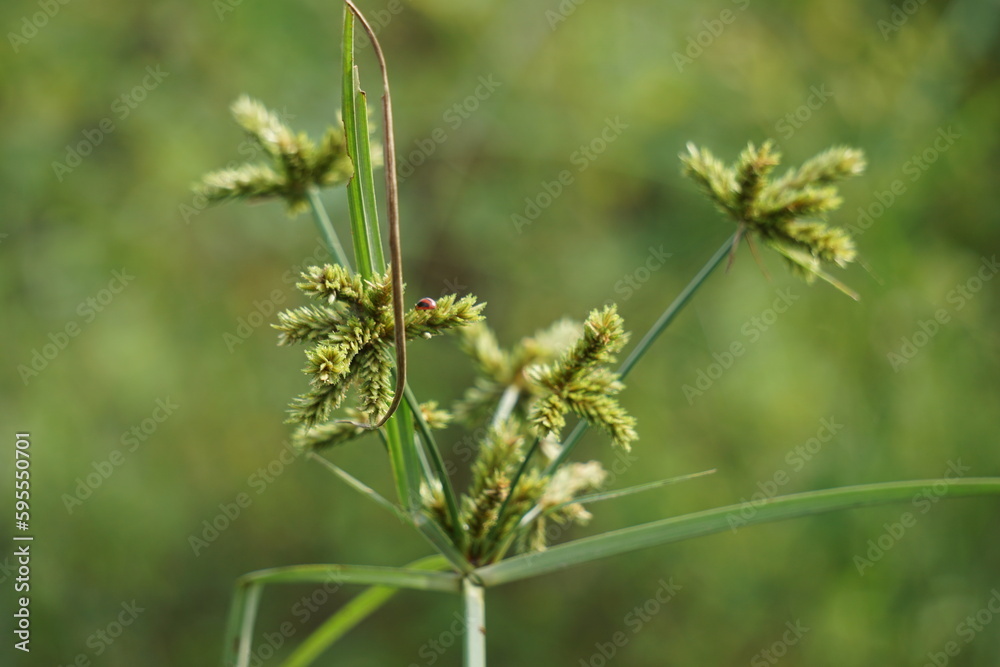 Cyperus rotundus (coco-grass, Java grass, nut grass, purple nut sedge ...