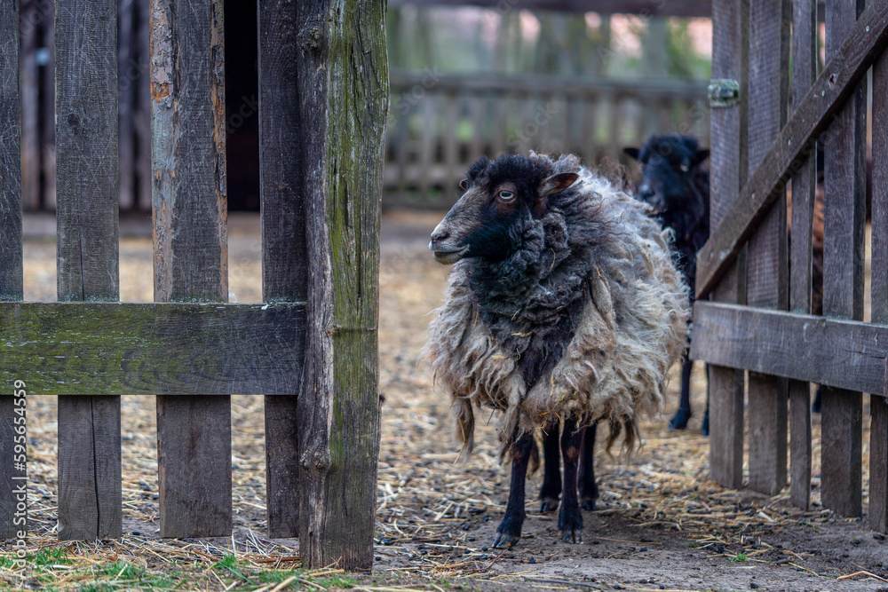 single sheep on the farm, countryside, close up photography, Black ...