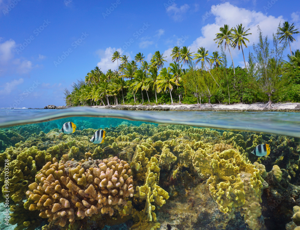 Tropical coastline with a coral reef underwater, split level view over ...