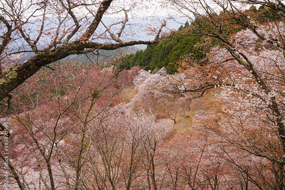 Yoshino-yama or Mount Yoshino in Nara, Japan. Pink Sakura or Cherry ...