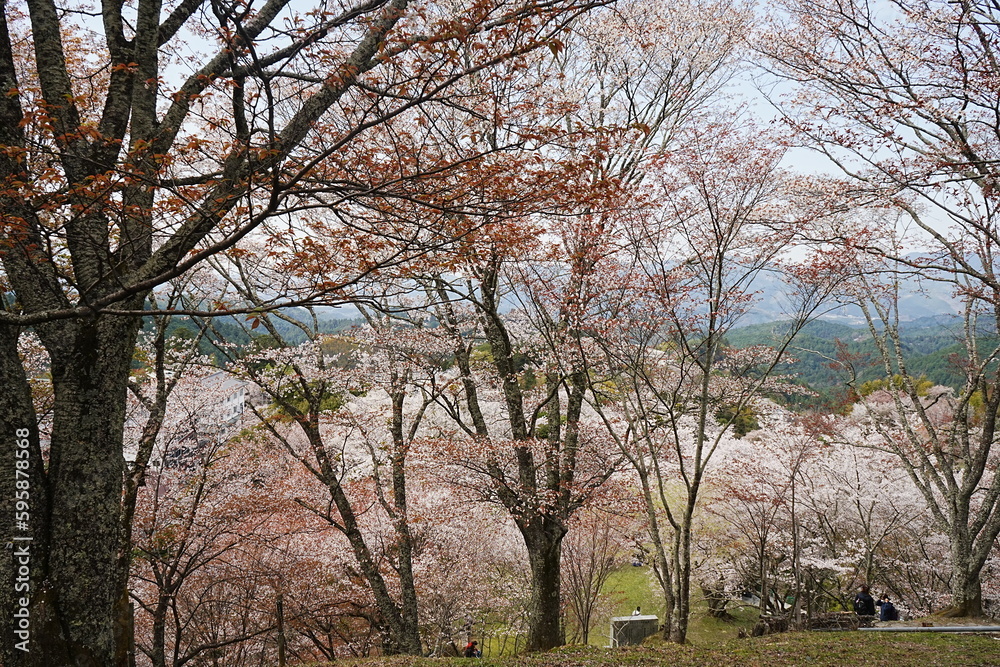 Yoshino-yama or Mount Yoshino in Nara, Japan. Pink Sakura or Cherry ...