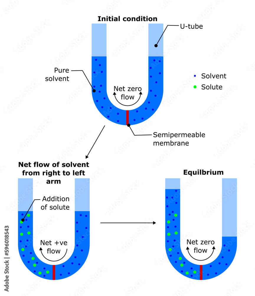 Osmotic Pressure Osmosis Reverse Solvent Solute Solution Net Flow Particle Semipermeable