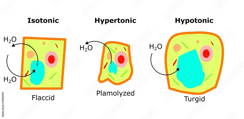 osmosis reverse semipermeable membrane cell biology flaccid isotonic ...