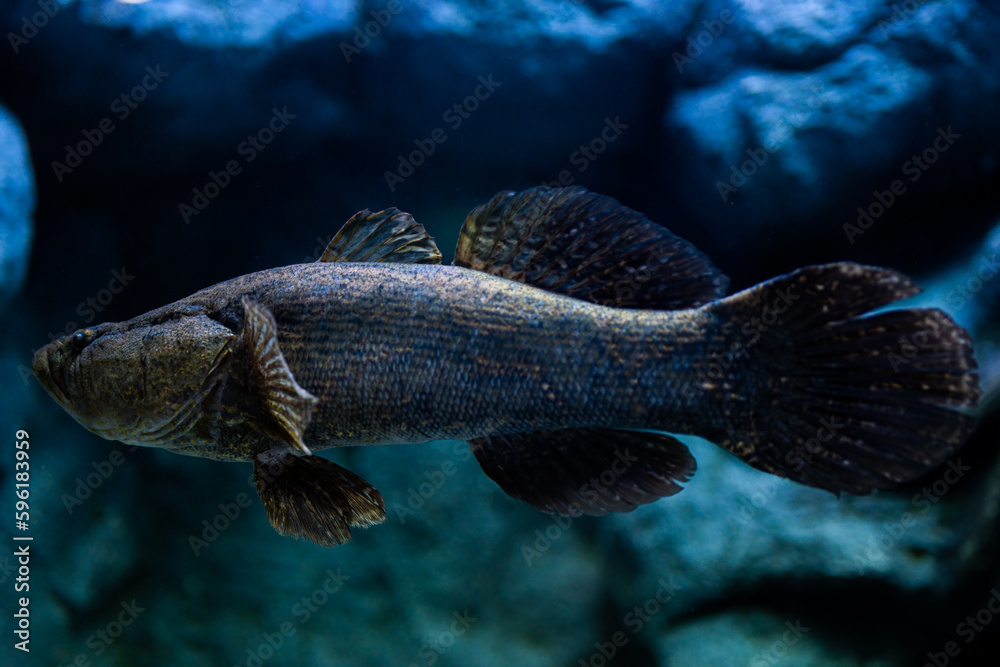 Fish in aquarium. The marble goby (Oxyeleotris marmorata) is a widely ...