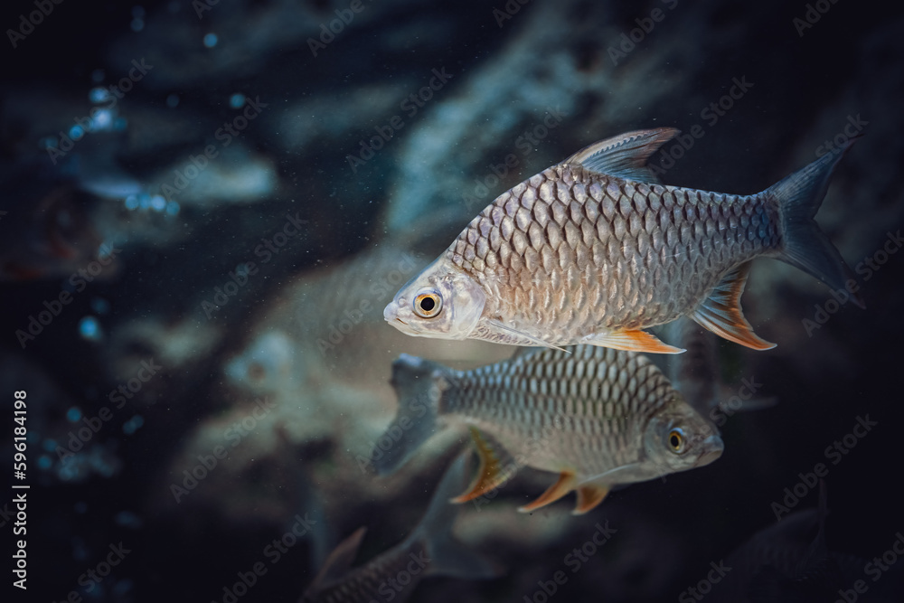The Golden Belly Barb is a native Thailand freshwater fish which is ...