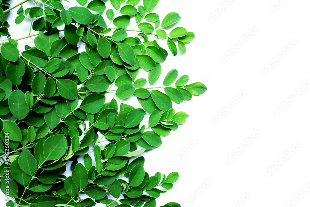 Moringa leaves (Moringa oleifera) isolated on white background. Flat ...