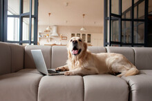 Dog Using Laptop Computer Free Stock Photo - Public Domain Pictures