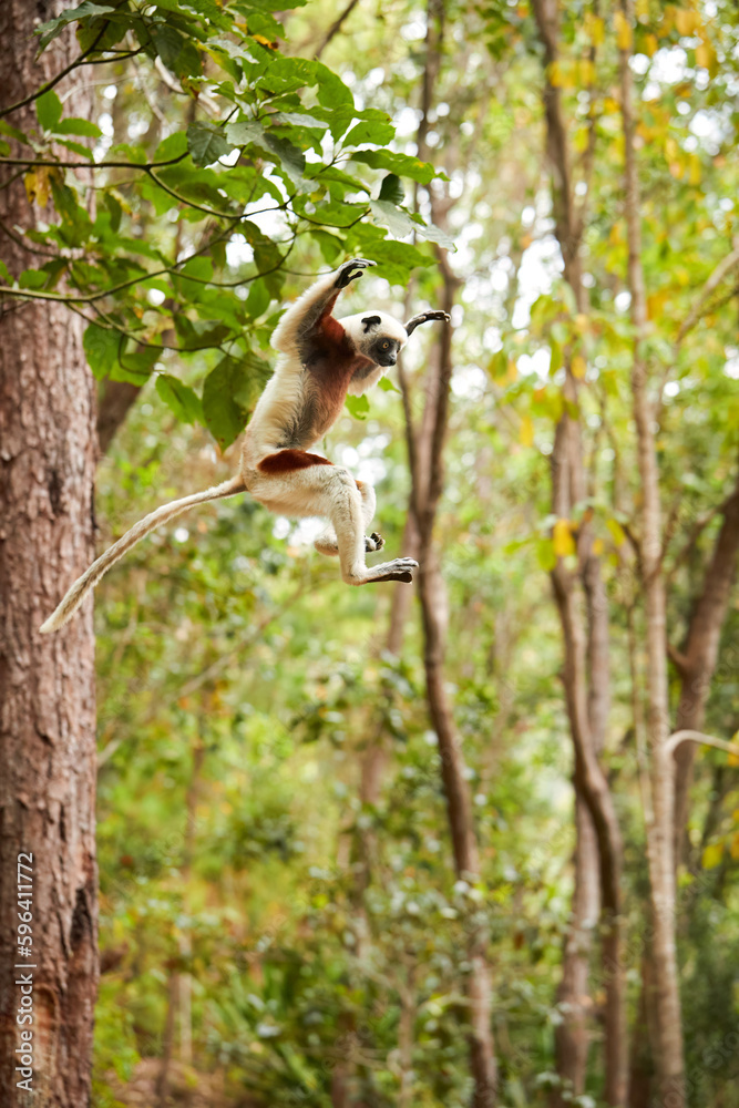 Photo Stock Jumping lemur: Coquerel's sifaka, Propithecus coquereli ...