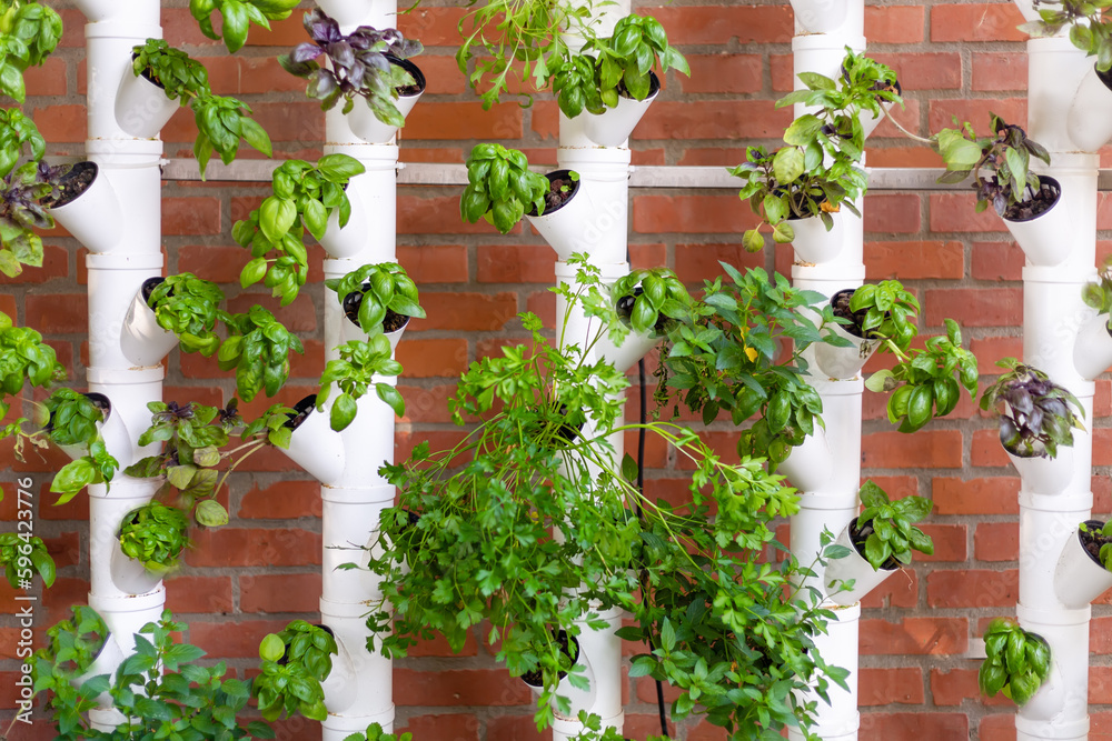 Vertical hydroponic system with aromatic herbs, basil, prezemulus ...