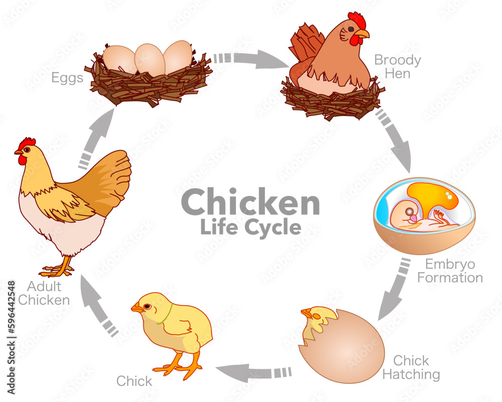 Chicken life cycle. Birds, poultry reproduction loop, egg developmental ...