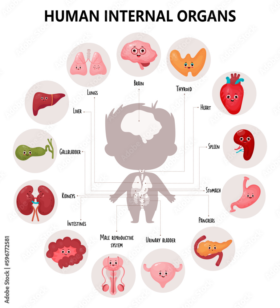 Anatomy human body. Cute infographics with visual scheme internal male ...