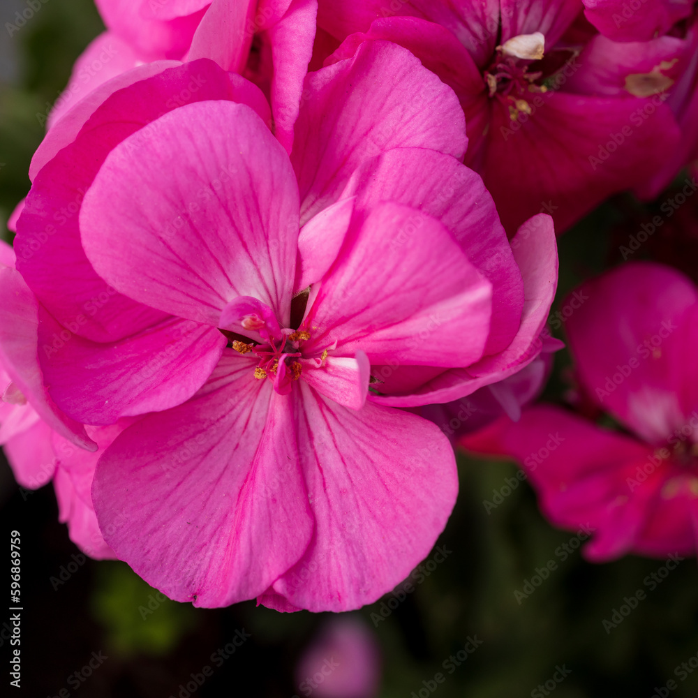 Flora of Israel. Square frame. Pelargonium graveolens is a Pelargonium ...