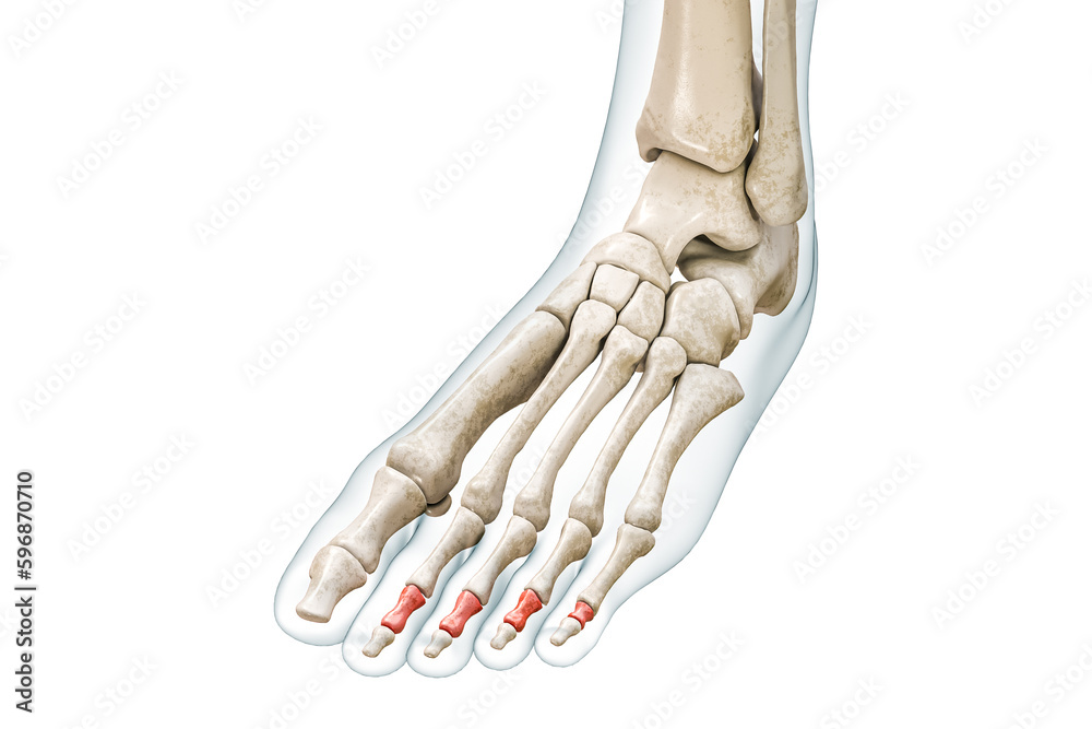 Ilustración de Stock Medial or intermediate phalanges of toe bones in ...