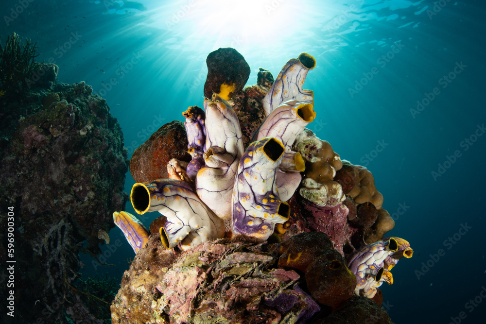 Colorful Polycarpa tunicates grow on a coral reef drop off in Raja ...