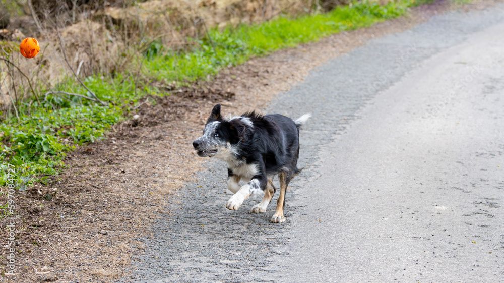 junger Border Collie beim Spielen auf der Straße rennt sehr schnell ...