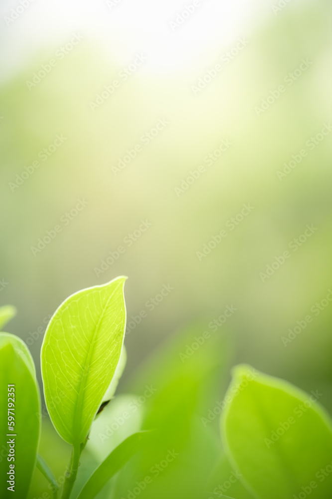 Beautiful nature view of green leaf on blurred greenery background in ...