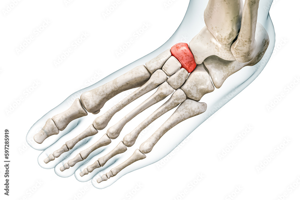 Navicular tarsal bone in red with body 3D rendering illustration ...