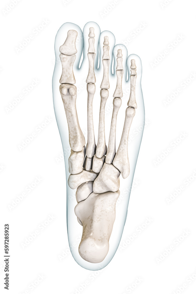 Foot bones inferior or plantar view with body contours 3D rendering ...
