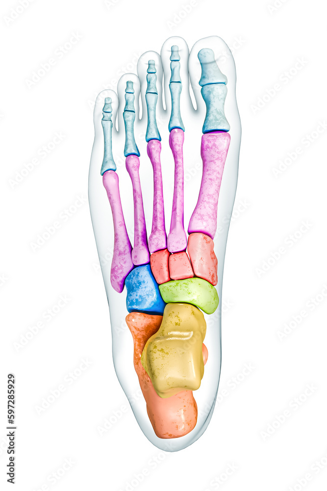 Foot bones superior or dorsal view labeled with colors with body 3D ...
