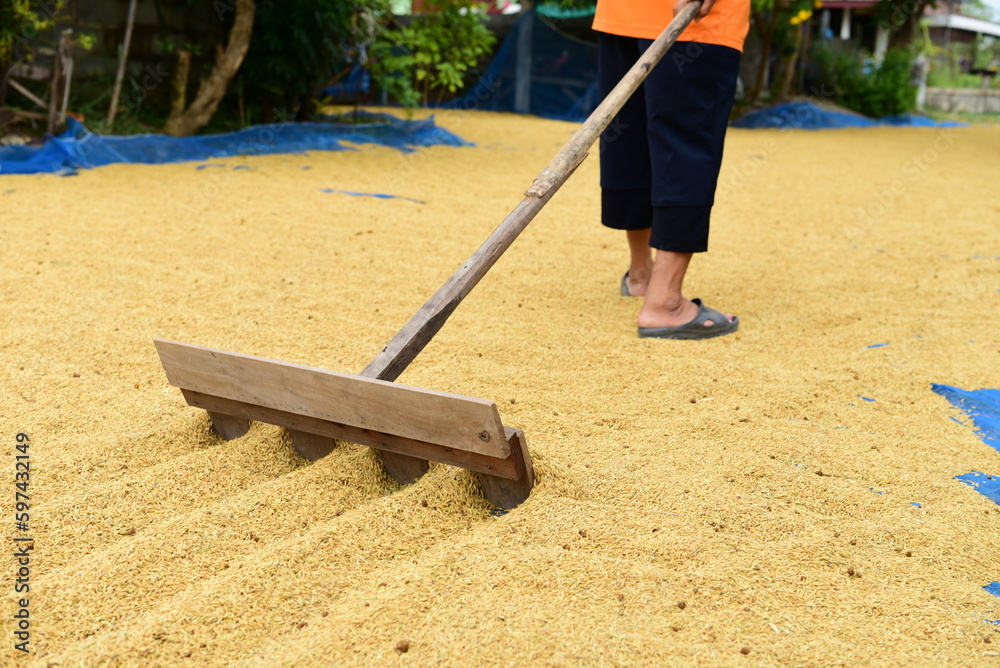 Using organic rice seed gravel to dry rice seeds before being stored ...