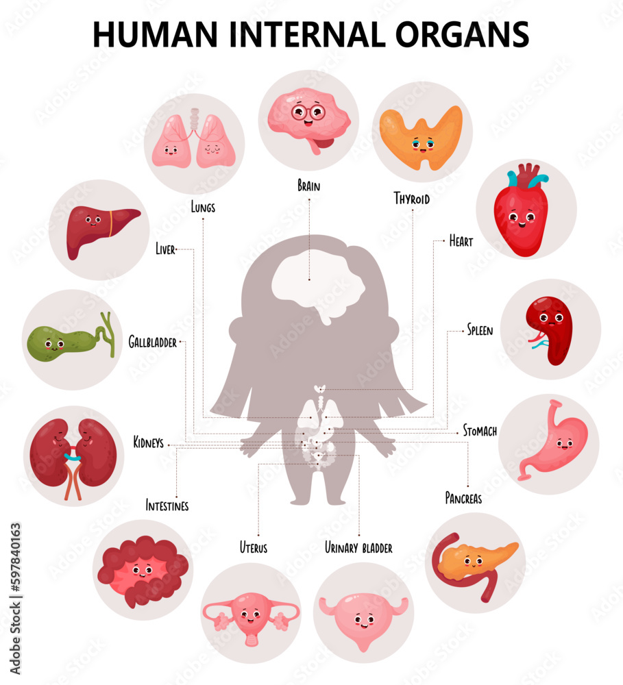 Cute infographics anatomy human body. Visual scheme internal female ...