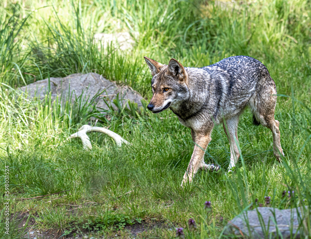 Red wolf loping through grass and rocks Stock Photo | Adobe Stock
