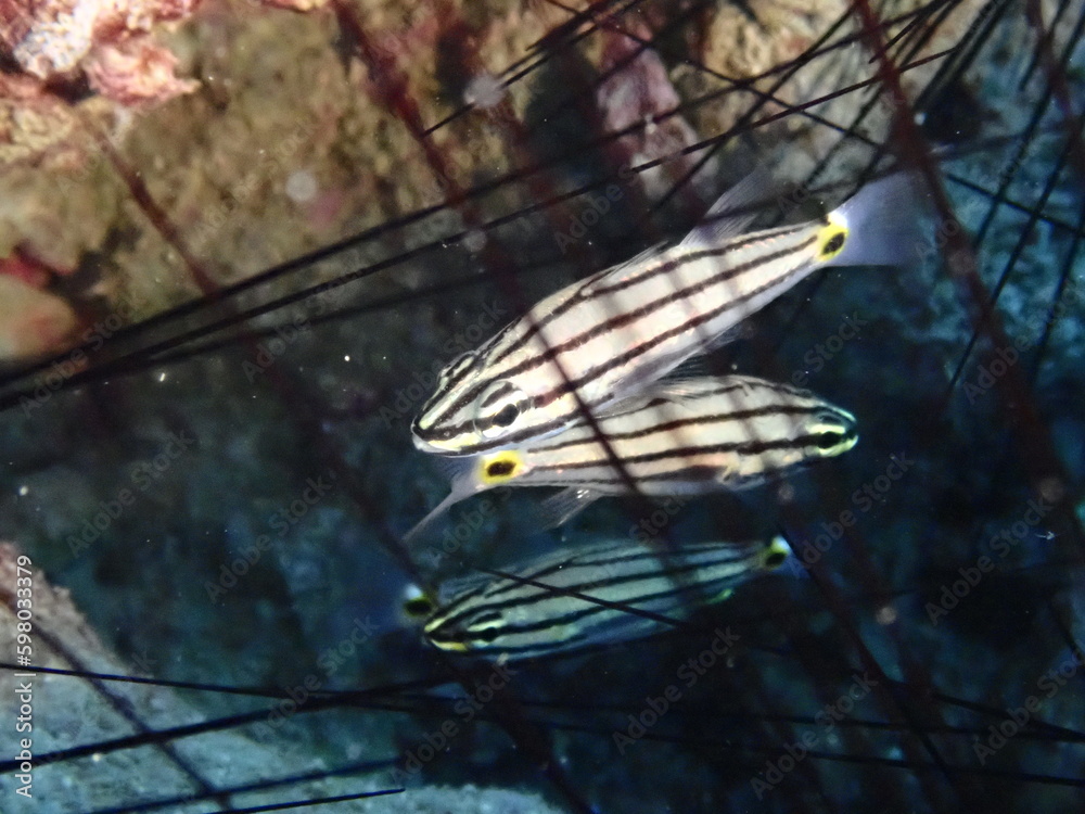 cardinal fish hiding in the needles of sea urchin underwater protection ...