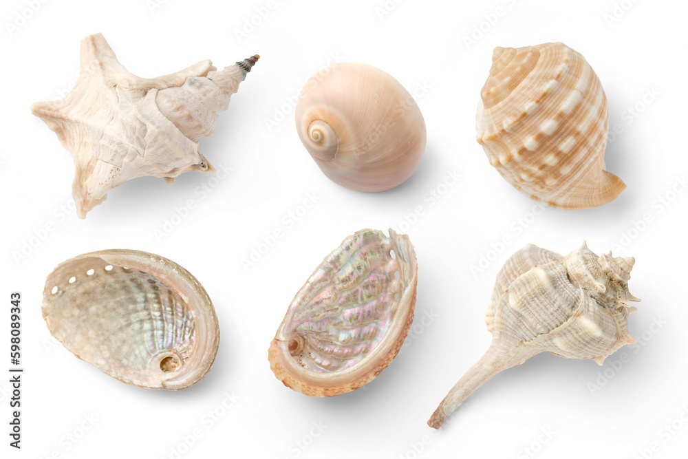 set / collection of small sea shells, a conch, and sea snails over a ...