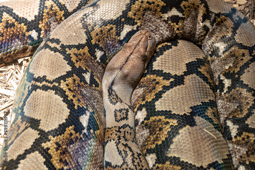 Closeup of a reticulated python (Malayopython reticulatus) native to ...
