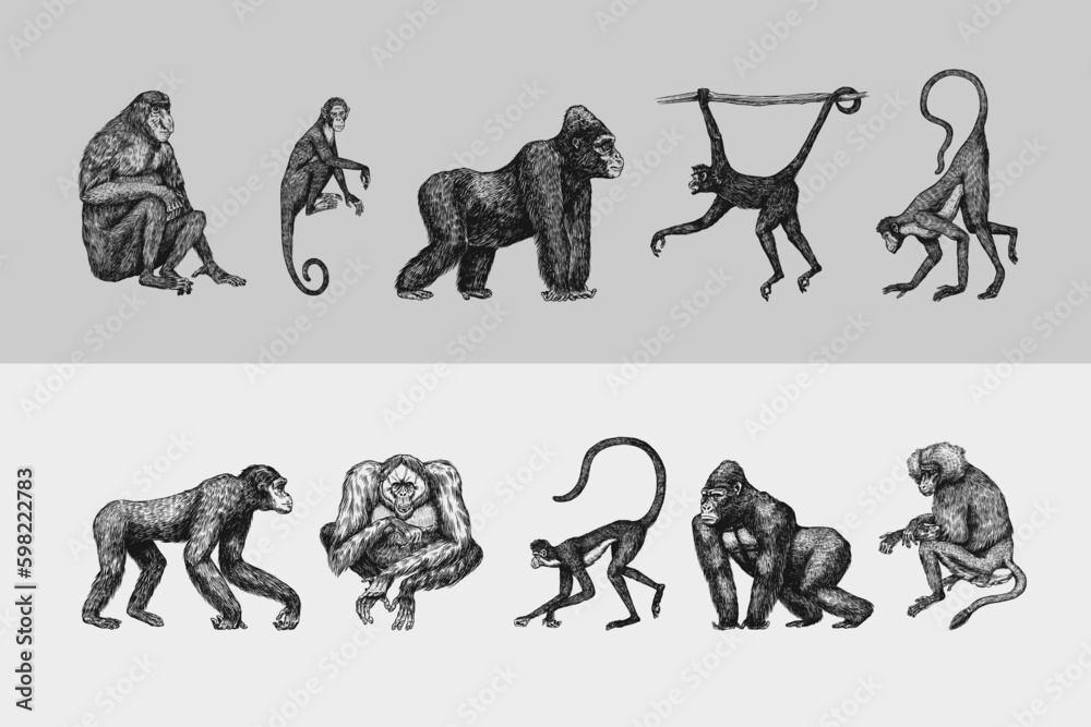 Bonobo or chimpanzee, Western gorilla , Orangutan in vintage style ...