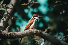 Wild Dow Free Stock Photo - Public Domain Pictures