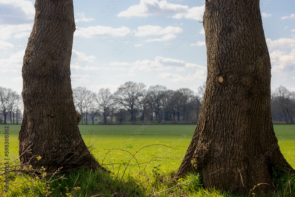 Nature frame with two tree trunks and blurred view of green grass ...