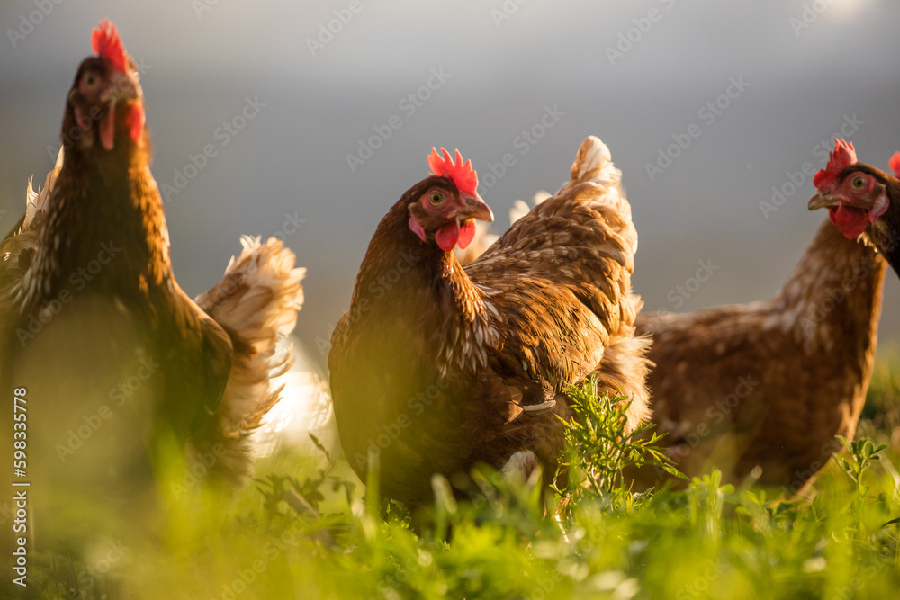 Close up image of a free range chicken on a farm in a field and in the ...