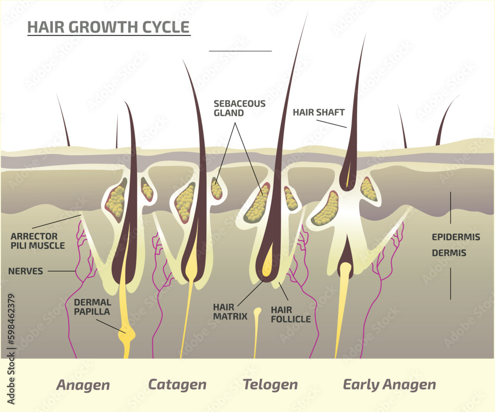 Image vectorielle Stock Hair Growth Cycle, anagen, catagen, telogen ...