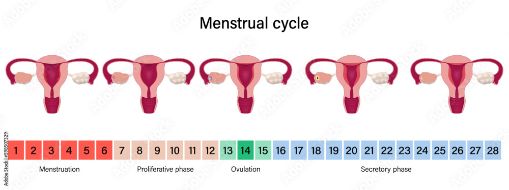 Vector de Stock Menstrual cycle. Menstrual, proliferative ovulation and ...