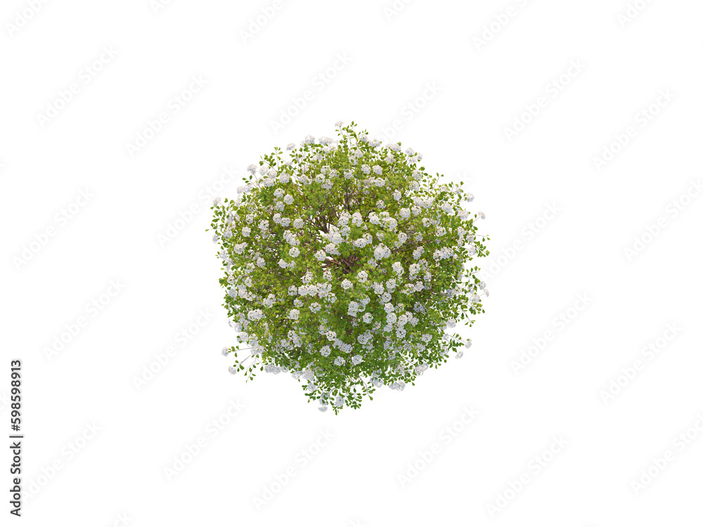 Spiraea betulifolia Top View Bush Stock Photo | Adobe Stock