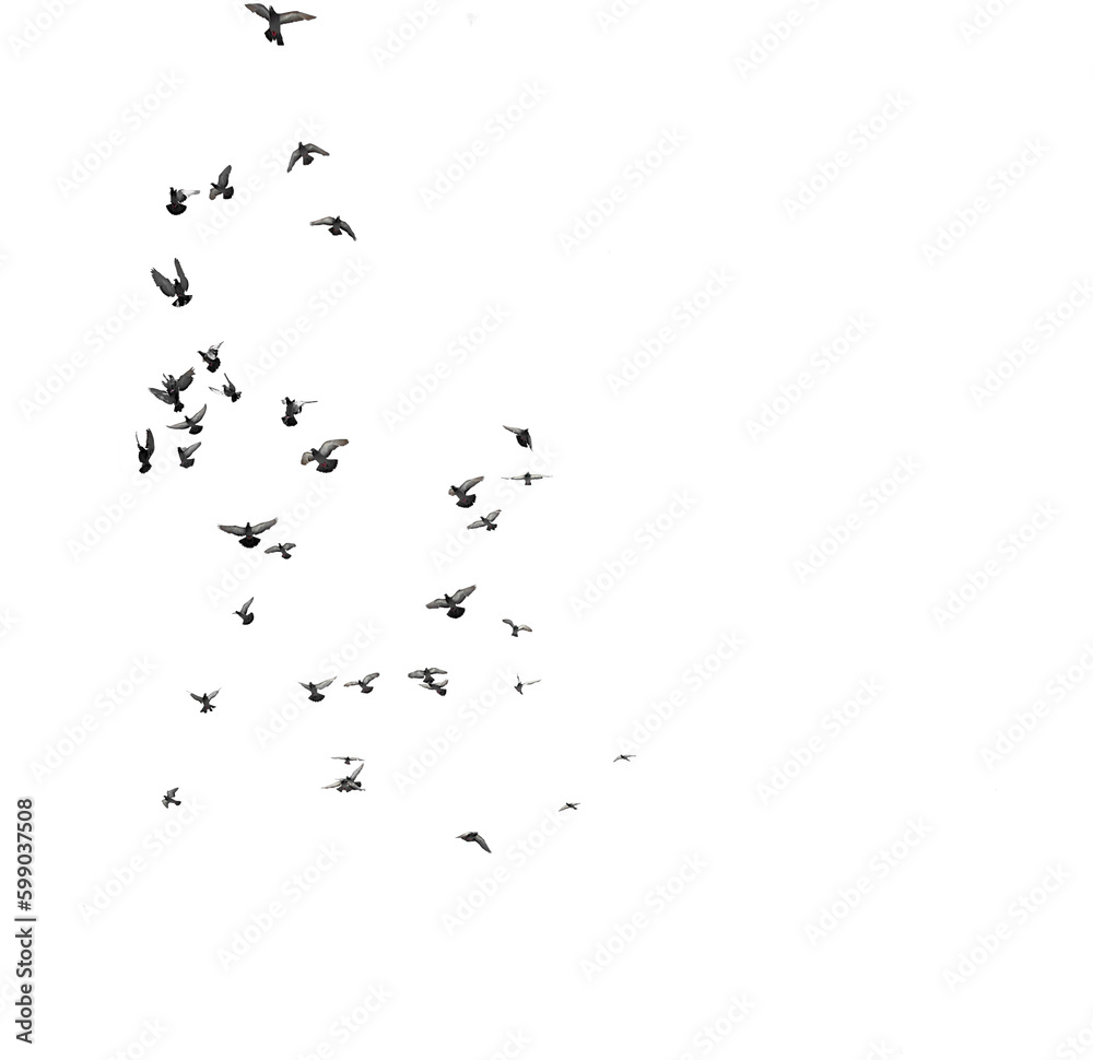 Swarm of doves pigeons, view from underneath isolated in transparency ...
