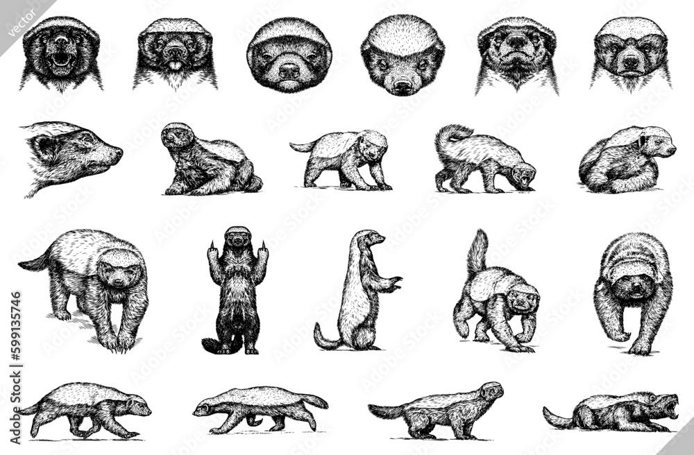 Vintage engraving isolated honey badger set illustration ink sketch ...