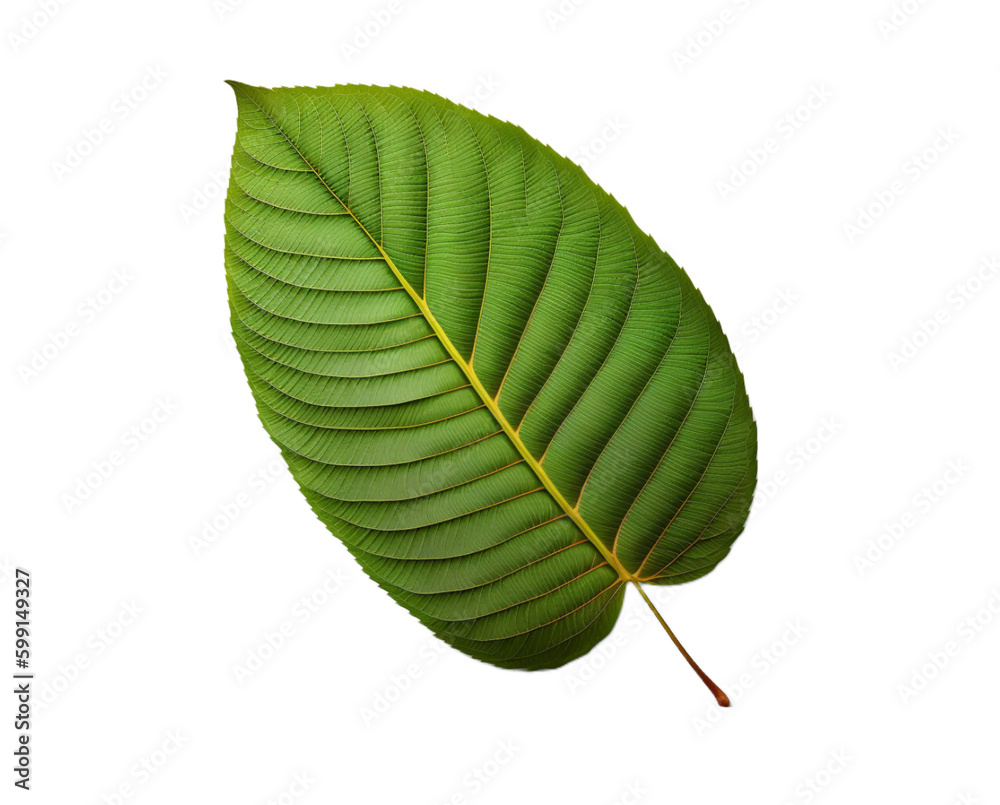 kratom mitragyna speciosa green leaf isolated on transparent background ...